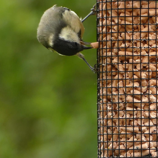 Les nuggets sont des aliments adaptés pour les oiseaux du jardin