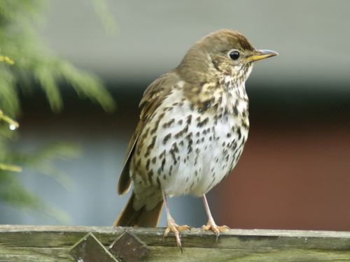 Grive musicienne | Oisillon, boutique en ligne pour oiseaux