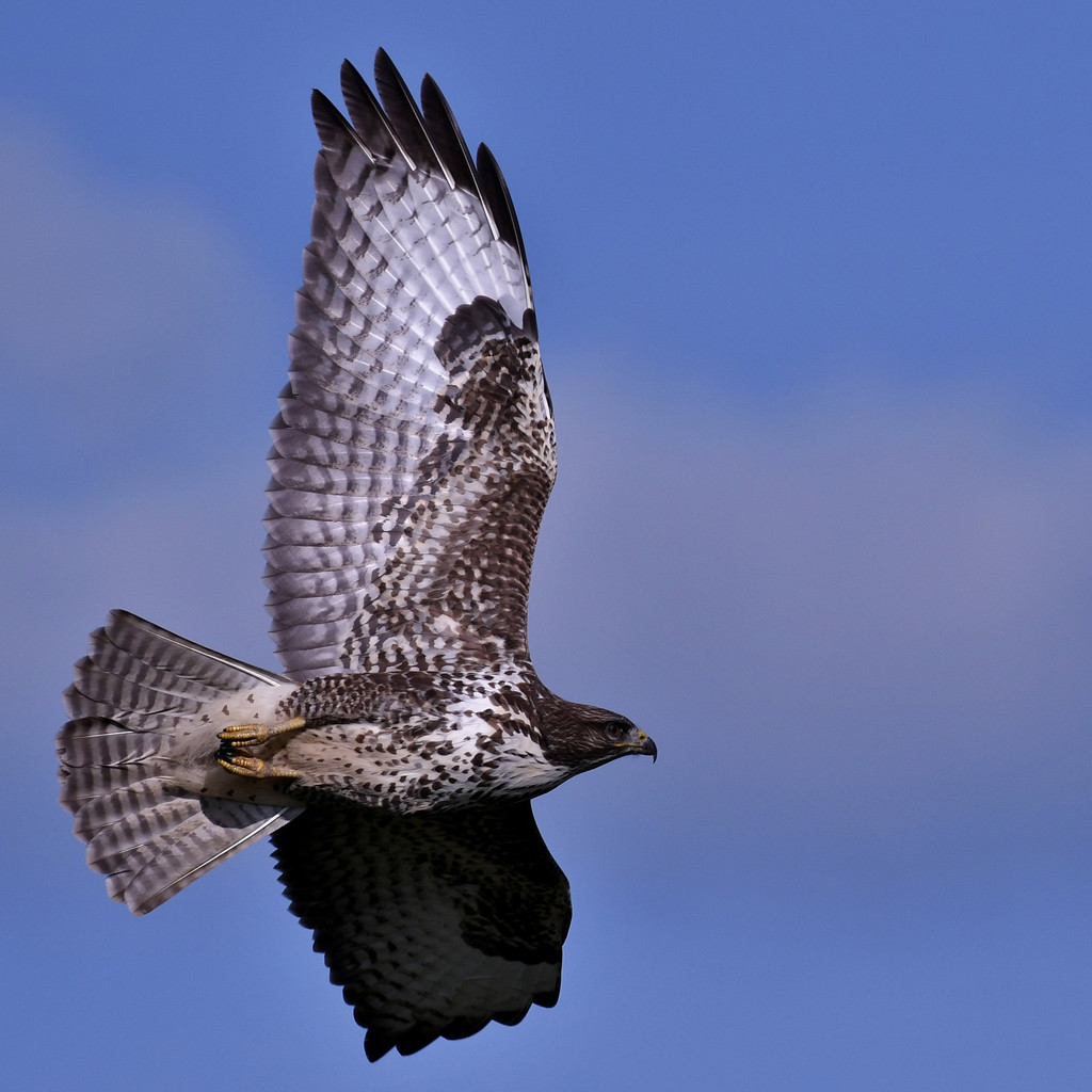 Buse variable | Oisillon, boutique en ligne pour oiseaux