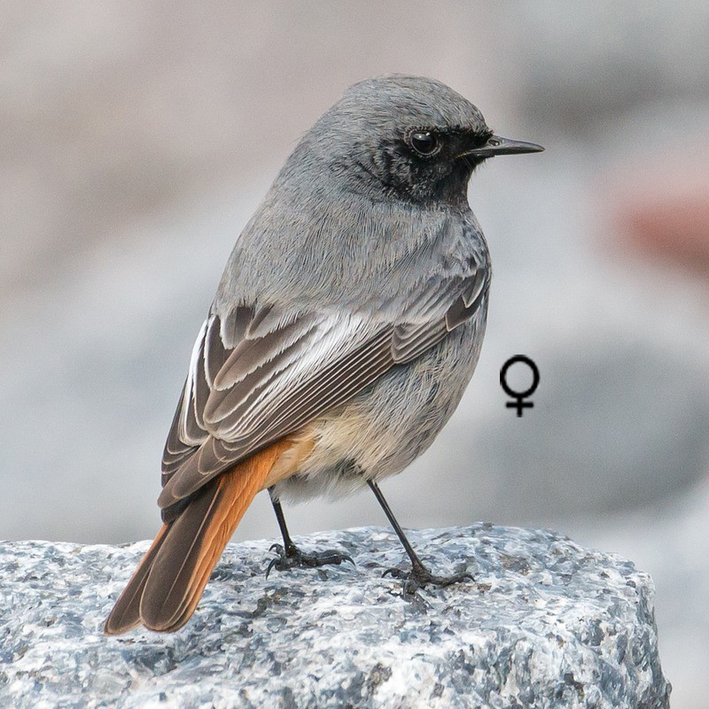 Rougequeue noir | Oisillon, boutique en ligne pour oiseaux