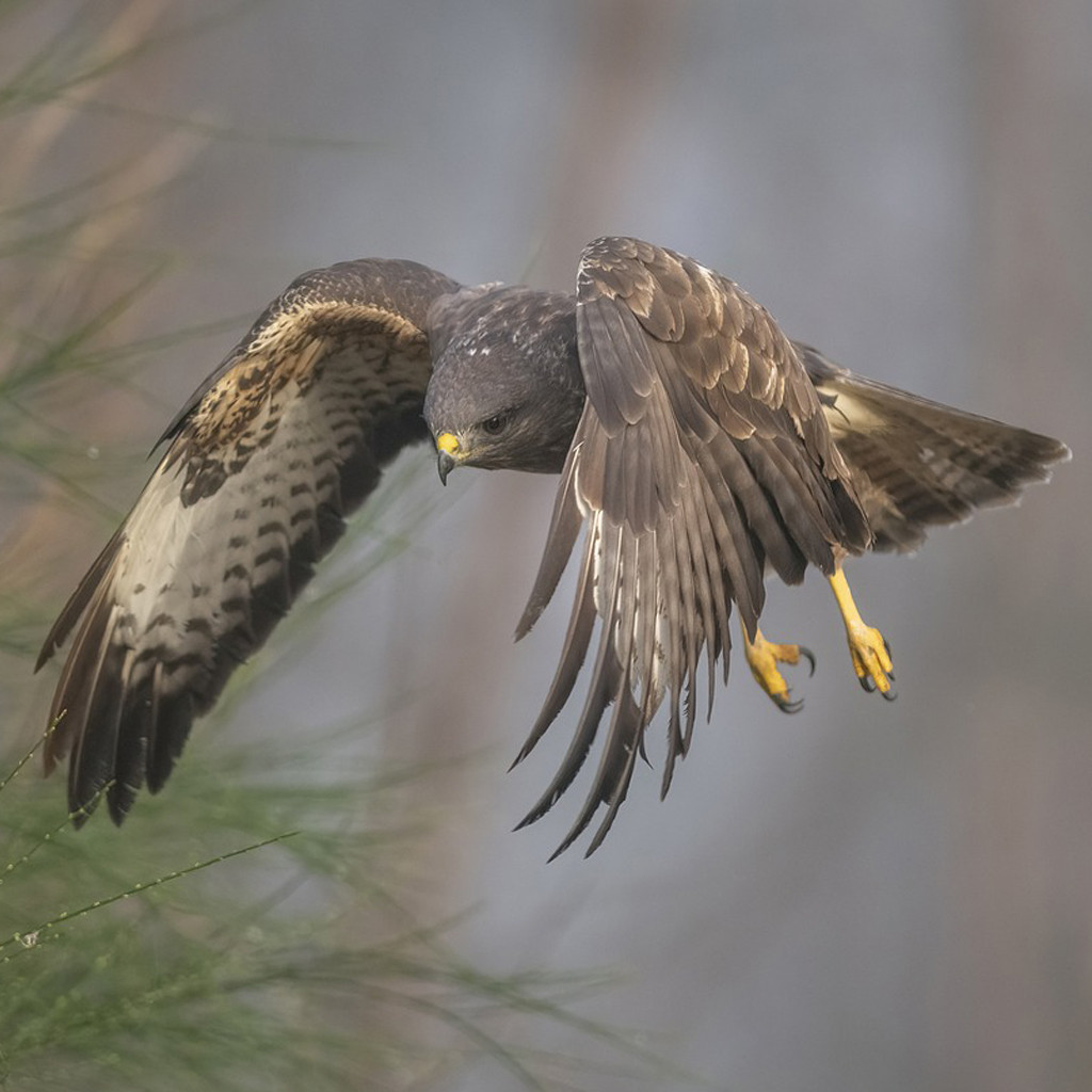 Buse variable | Oisillon, boutique en ligne pour oiseaux